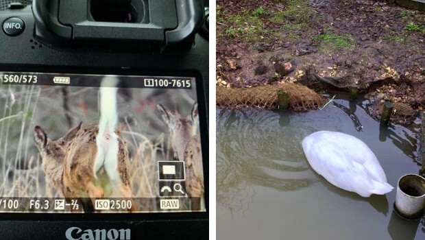 28 Crap Images of Wild Life That are so Bad You Want to Burn the Film