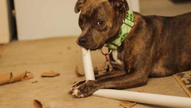 These 8 Funny Images of Dogs Getting Caught Eating Cardboard Will ...