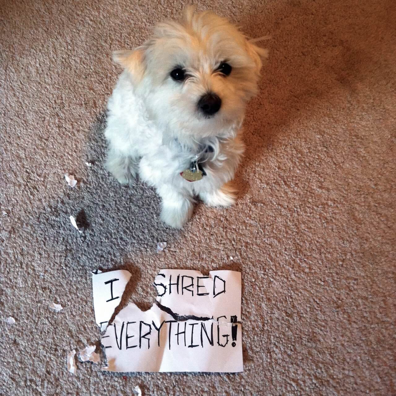 These 8 Funny Images of Dogs Getting Caught Eating Cardboard Will ...