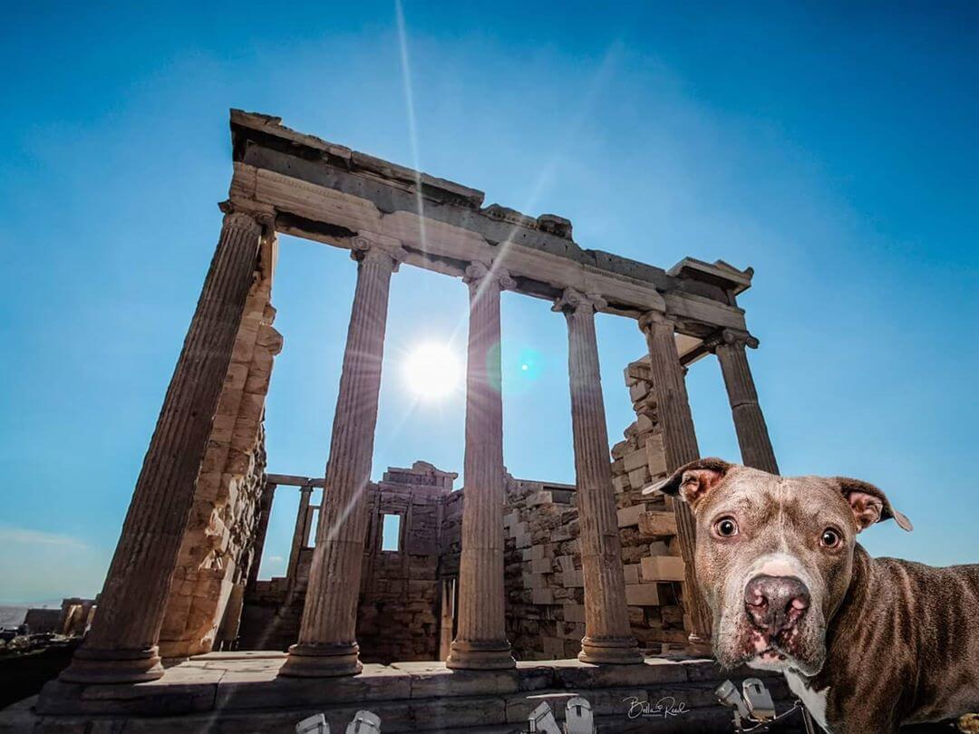 These dogs traveled all over the world with a little help from Photoshop