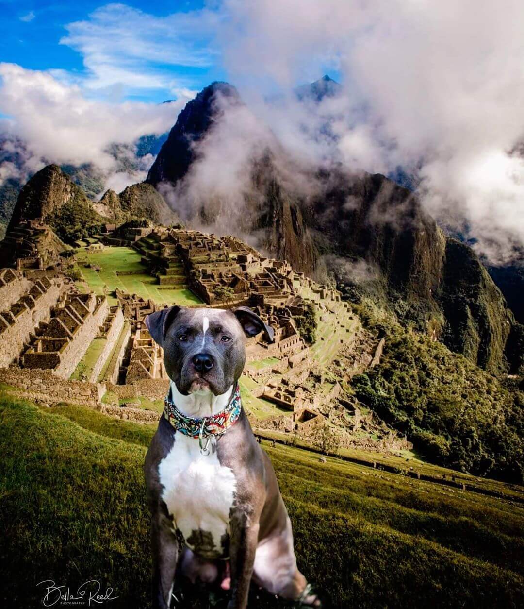 These dogs traveled all over the world with a little help from Photoshop