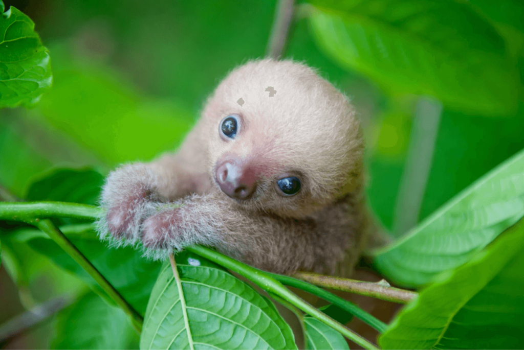 48 Cute Sloth Pictures That Will Make You Squeal with Delight!