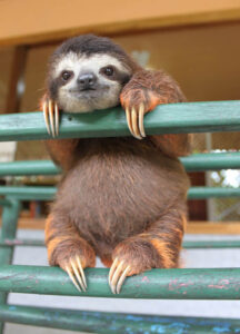 48 Cute Sloth Pictures That Will Make You Squeal with Delight!
