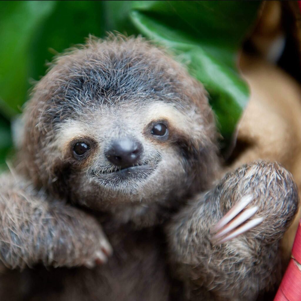 48 Cute Sloth Pictures That Will Make You Squeal with Delight!