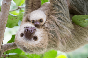 48 Cute Sloth Pictures That Will Make You Squeal with Delight!