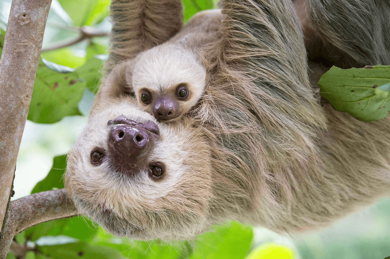48 Cute Sloth Pictures That Will Make You Squeal with Delight!
