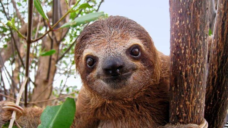 48 Cute Sloth Pictures That Will Make You Squeal with Delight!