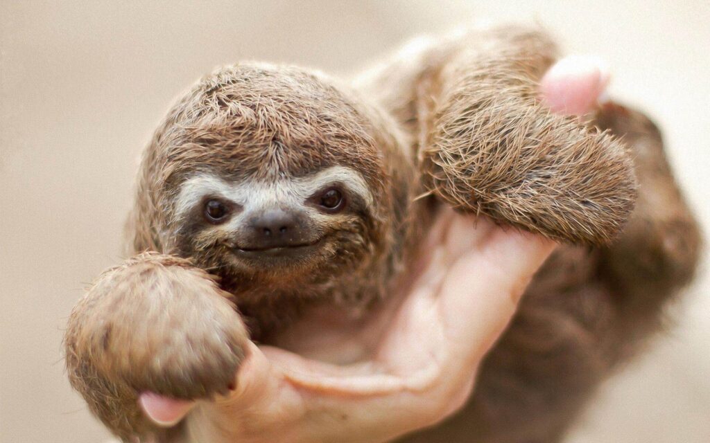 48 Cute Sloth Pictures That Will Make You Squeal with Delight!