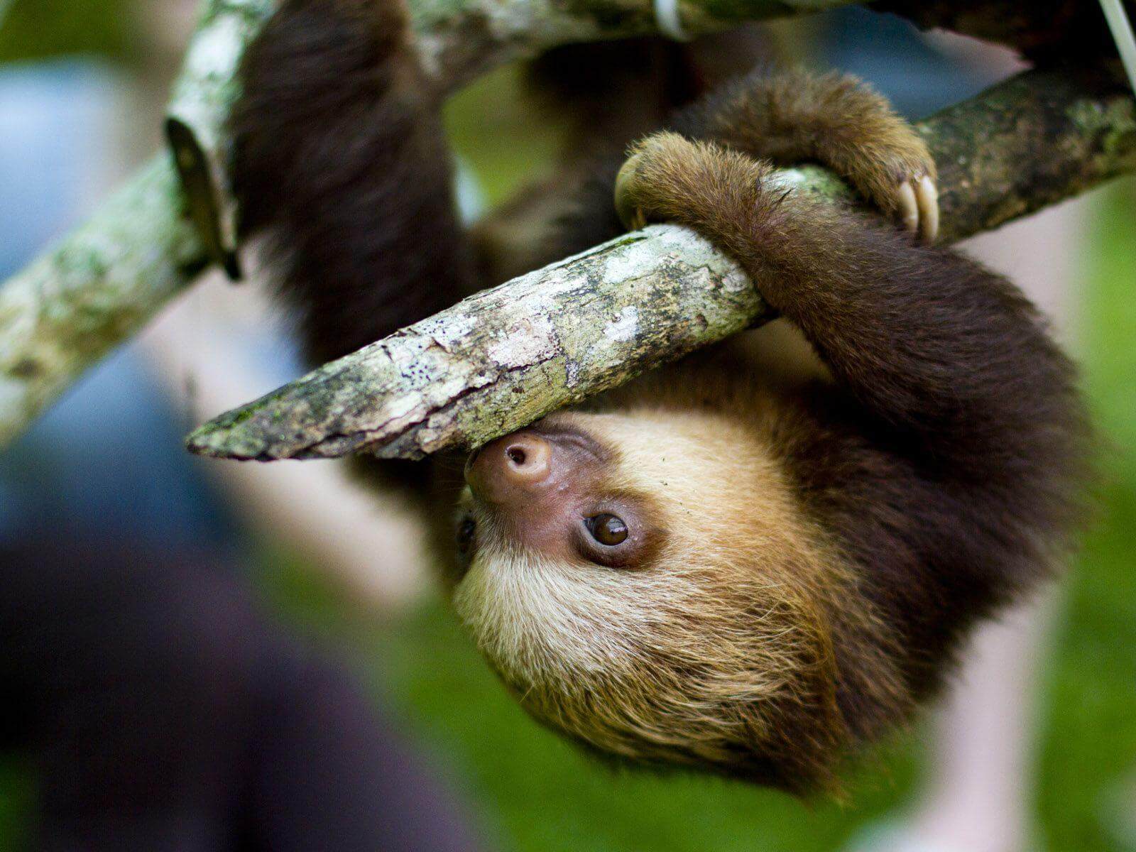 48 Cute Sloth Pictures That Will Make You Squeal with Delight!