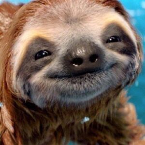 48 Cute Sloth Pictures That Will Make You Squeal with Delight!