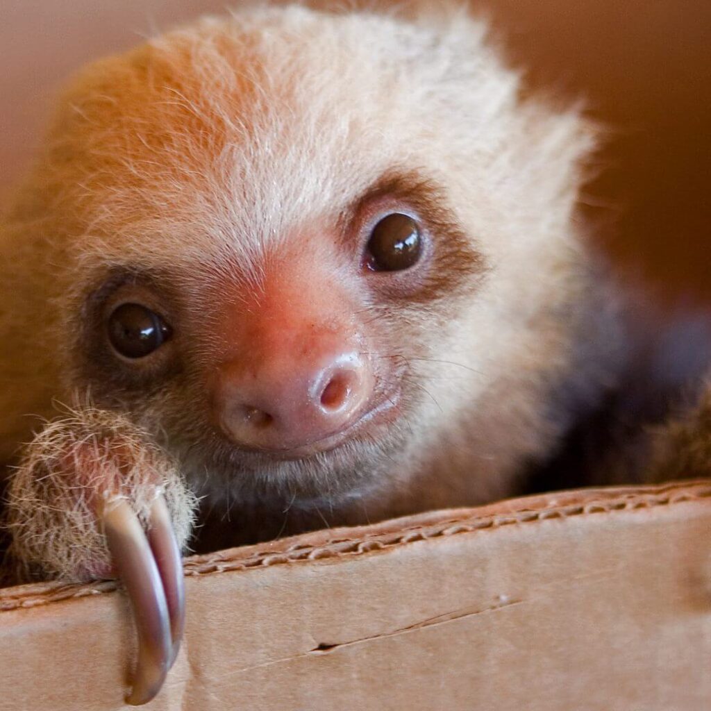 48 Cute Sloth Pictures That Will Make You Squeal with Delight!
