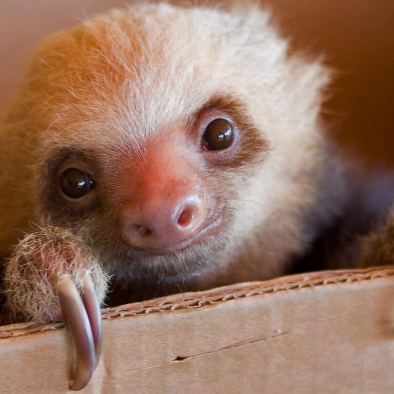 48 Cute Sloth Pictures That Will Make You Squeal with Delight!