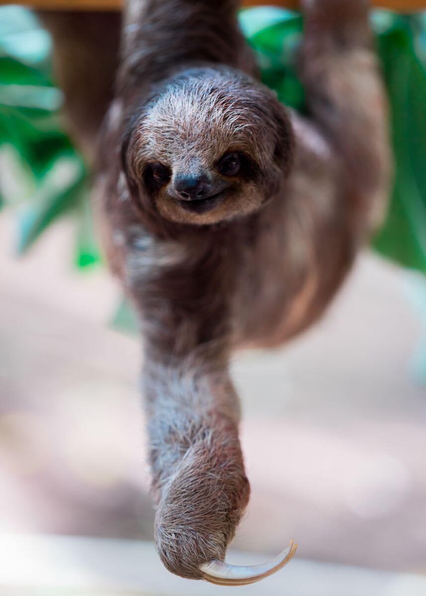 48 Cute Sloth Pictures That Will Make You Squeal with Delight!
