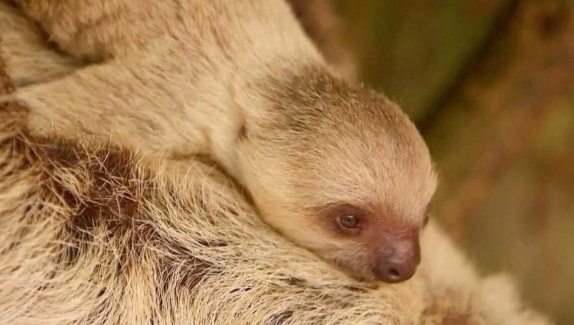 48 Cute Sloth Pictures That Will Make You Squeal with Delight!