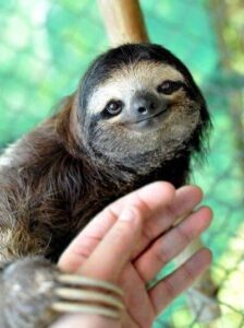 48 Cute Sloth Pictures That Will Make You Squeal with Delight!