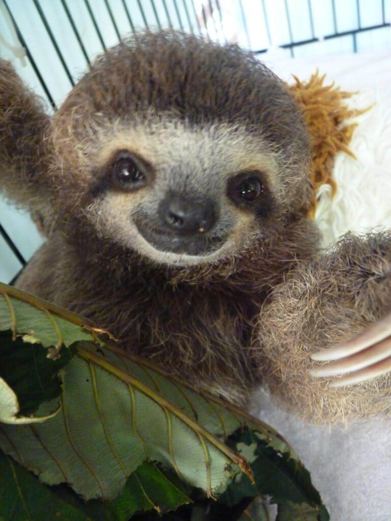 48 Cute Sloth Pictures That Will Make You Squeal with Delight!