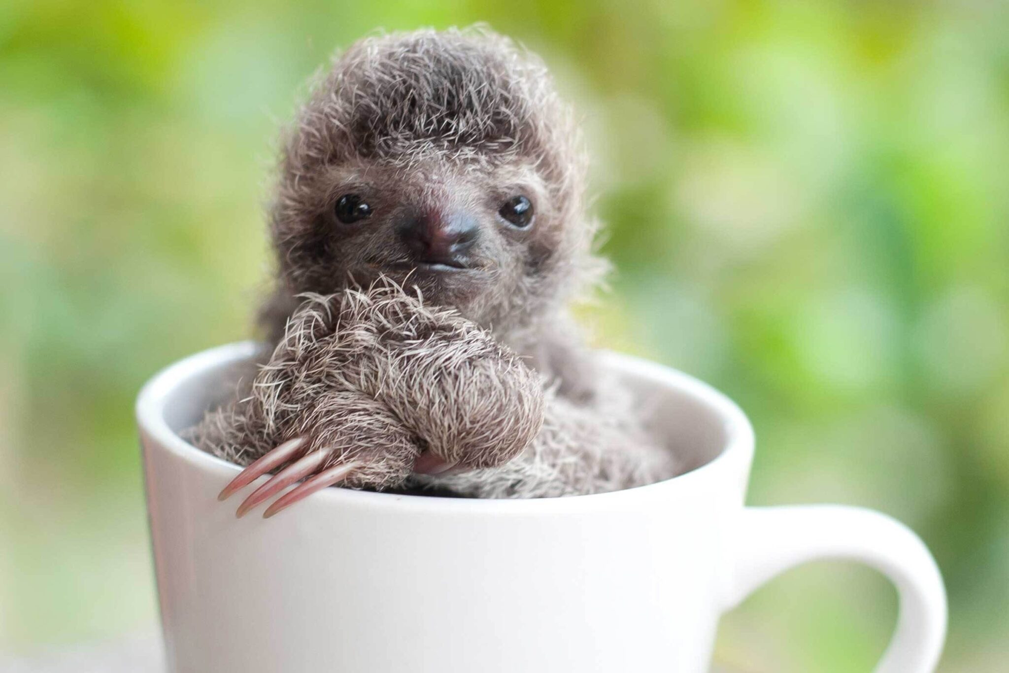 48 Cute Sloth Pictures That Will Make You Squeal with Delight!