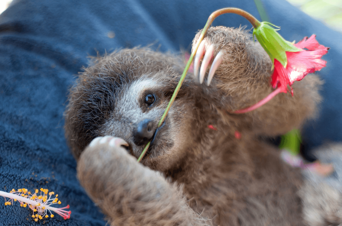 48 Cute Sloth Pictures That Will Make You Squeal with Delight!