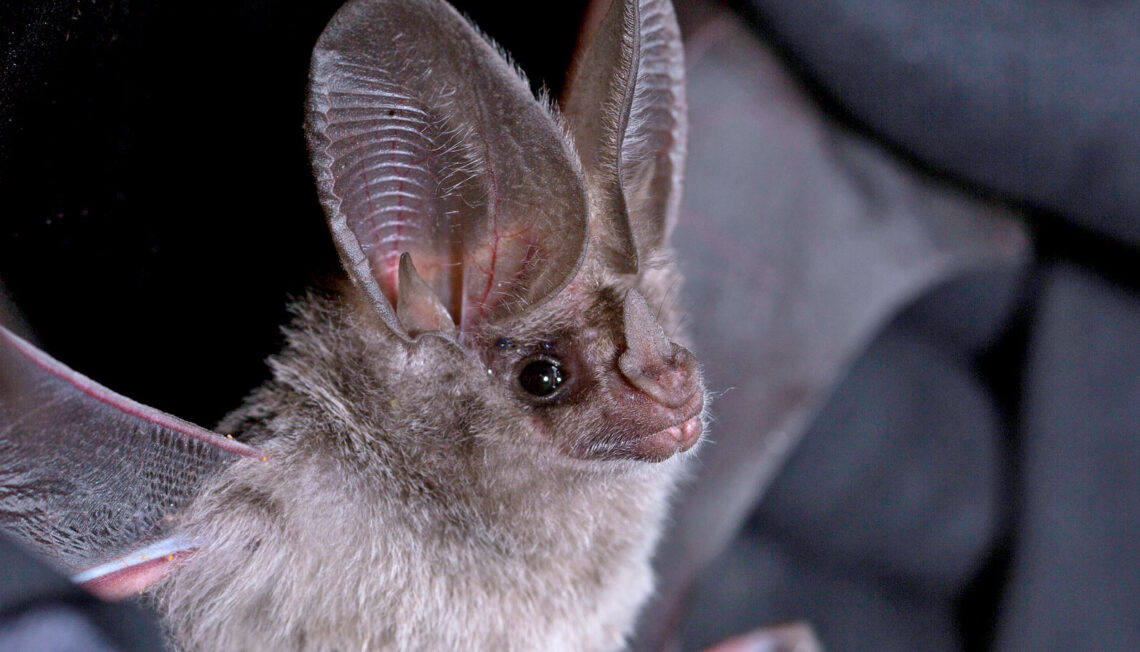 10 Ugly Bats You Won't Believe Are Real