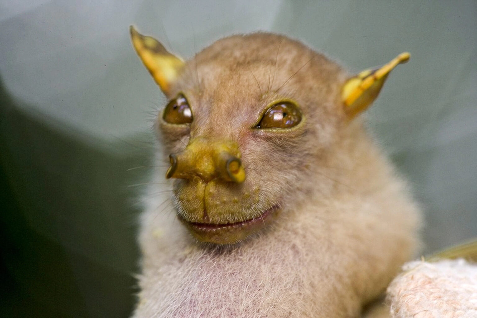 10 Ugly Bats You Won't Believe Are Real