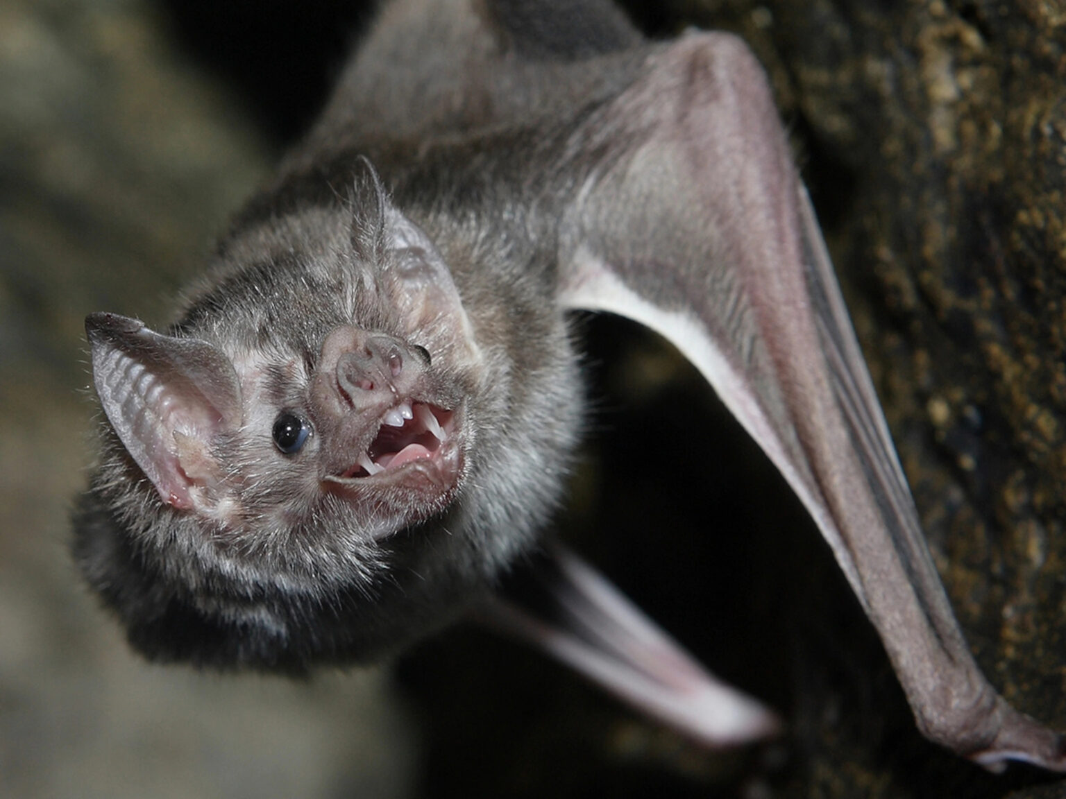 10 Ugly Bats You Won't Believe Are Real