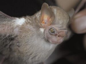 10 Ugly Bats You Won't Believe Are Real
