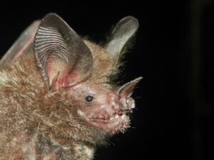 10 Ugly Bats You Won't Believe Are Real