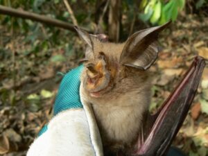 10 Ugly Bats You Won't Believe Are Real