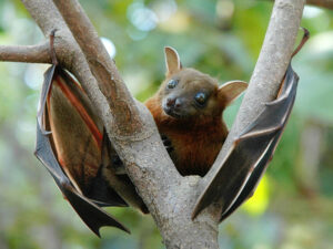 10 Ugly Bats You Won't Believe Are Real