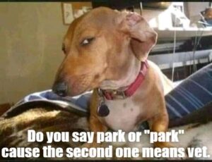 21 Dog Side Eye Meme That Will Make You Laugh