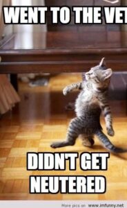 25 Funny Vet Memes That are Cuter then the Pets