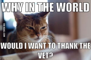 25 Funny Vet Memes That are Cuter then the Pets