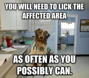 25 Funny Vet Memes That are Cuter then the Pets