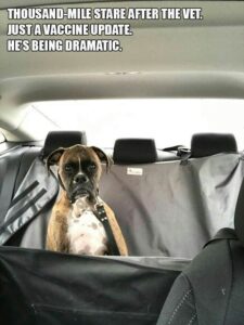 25 Funny Vet Memes That are Cuter then the Pets