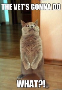 25 Funny Vet Memes That are Cuter then the Pets