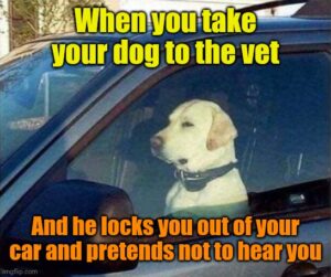 25 Funny Vet Memes That are Cuter then the Pets