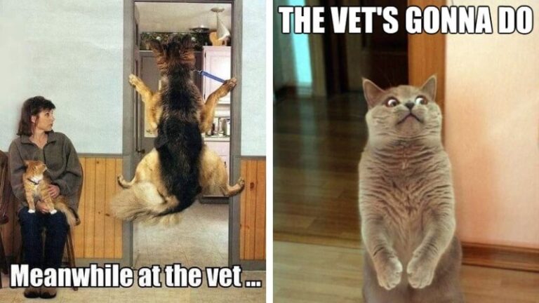 25 Funny Vet Memes That are Cuter then the Pets