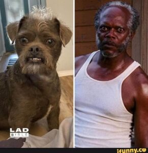 35 Samuel L Jackson Memes That You Shouldn't Miss