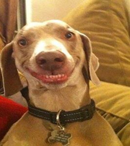 52 Funny Dog Faces That Will Make You Howl with Laughter