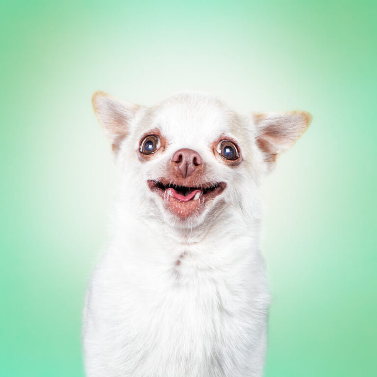 52 Funny Dog Faces That Will Make You Howl with Laughter