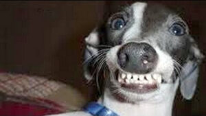 52 Funny Dog Faces That Will Make You Howl with Laughter