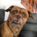 52 Funny Dog Faces That Will Make You Howl with Laughter