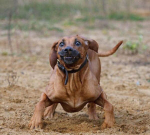 52 Funny Dog Faces That Will Make You Howl with Laughter