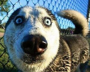 52 Funny Dog Faces That Will Make You Howl with Laughter