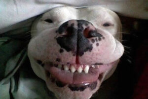 52 Funny Dog Faces That Will Make You Howl with Laughter