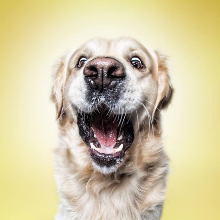 52 Funny Dog Faces That Will Make You Howl with Laughter