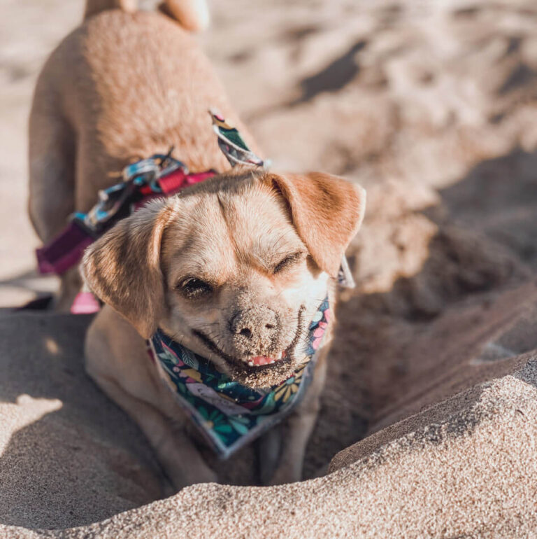 52 Funny Dog Faces That Will Make You Howl with Laughter