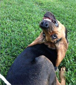 52 Funny Dog Faces That Will Make You Howl with Laughter