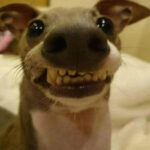 52 Funny Dog Faces That Will Make You Howl with Laughter