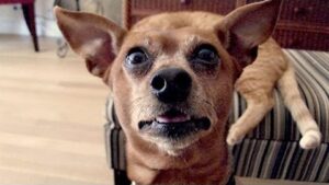 52 Funny Dog Faces That Will Make You Howl with Laughter